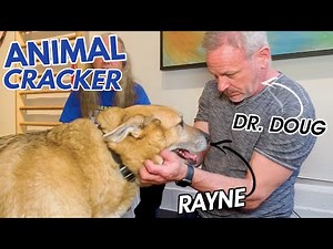 SENIOR GERMAN SHEPHERD HAS TROUBLE WALKING 🐾 [PART 4]