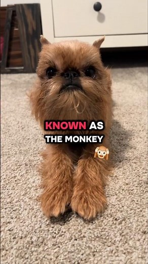 3 Unique & Cutest Dogs You’ve Never Seen Before 🐶✨