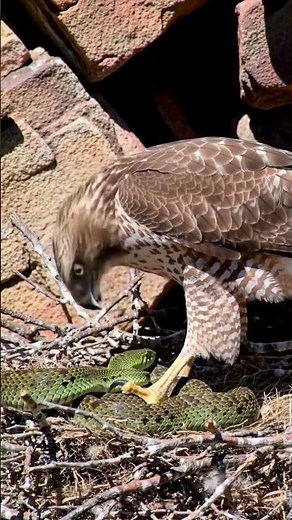 Nature’s Rawest Fight: Hawk vs. Snake