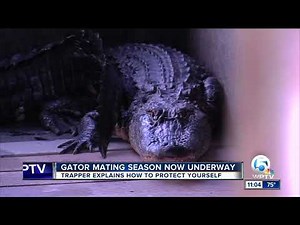 Alligator mating season begins