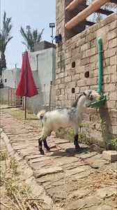 Worlds Smallest Goat Nigerian Dwarf Male looking for Shelter 0.3.0.0.2.6.6.6.3.9.5. Very Few in Pakistan #reels | Narejo GOAT FARM