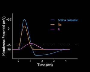 Membrane Potential