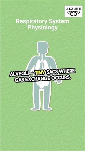 🌬️ Respiratory Physiology , Explained! | How Breathing Works