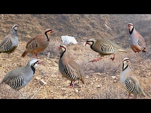 Secret Hill Bird Trap – Unbelievable Catch