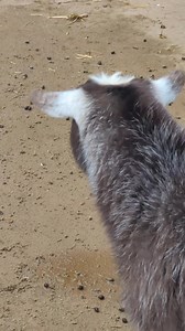 6.7K views · 130 reactions | Java the goat smells something really good and is showing off the flehman response! This response is often given when goats smell something enticing like urine from another goat. Some other animals that also exhibit the flehmen response are tigers, giraffes, llamas and giant pandas, to name a few. The more you know! : Conservation Christina | Akron Zoo | Facebook