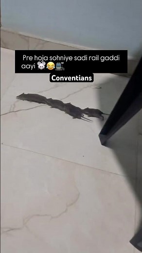 Rali gaddi ayi