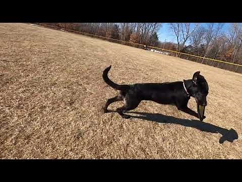 Black Lab with German Shepherd mix