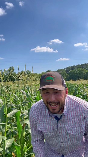 Yummy sweet corn 🌽 #sweetcorn #growingfood | Farmer Froberg