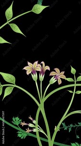 Growing plants, loop-able from 20:00 to end. Vertical video. Flowers and vines animation on black background. Overgrown, entwined foliage illustration.