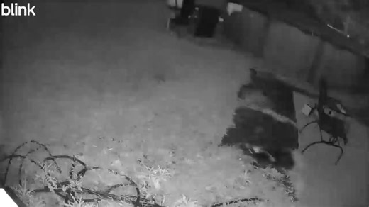 One of my favorite night time critters who sets off my cameras | Sharon Bone