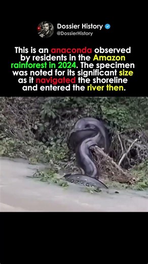 The Rainforest Encounter