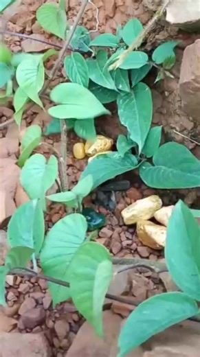 Gemstones, gems ,expensive, diamond, #jewelry #rarest #diamonds# #gemstones #gemstone #most #valuable #gemstones #most expensive #crystals #mostexpensive #gemstones #snake #python #holesnake #bigsnake | MY CAT