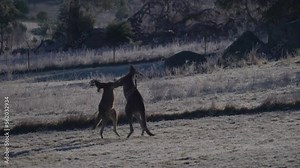 Fighting Kangroos mad because girlfriend fight boxing match Australia outback caught on camera in the wild awesome tail punch kick by Taylor Brant Film