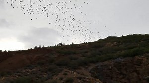 14K views · 272 reactions | If you find a group of bats in a cave or...