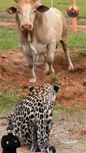 Sapi Ngamuk! Berani Hadapi Macan Tutul yang Mengintai di Depannya