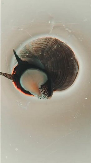 How do snails move? #shorts