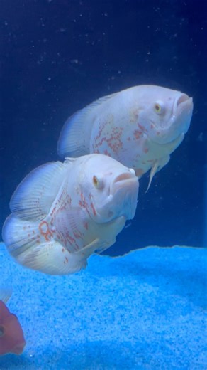 Oscarfish 🐠| #oscarfish #oscarfishtank #oscarfishcare #fish #fishtank #aquarium #ytshorts #shorts