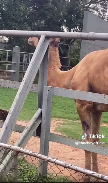 Exploring the Zoo: My First Visit Experience