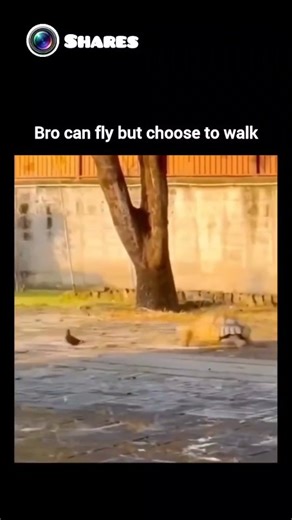 Wild Lens Shares on Instagram: "The video captures an unusual interspecies interaction in an outdoor courtyard where a large tortoise persistently chases a pigeon. The visual action consists of the tortoise moving at a surprisingly rapid pace across the stone tiles, forcing the bird to repeatedly flutter a few feet away to maintain a safe distance. The content's viral appeal lies in the subversion of the "slow tortoise" stereotype, tapping into the psychological satisfaction of witnessing an ani