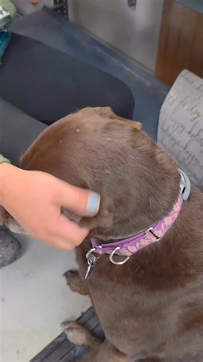Since we posted this year’s Bentley snowflake earlier this week we figured, since it’s Friday, we will show you how it’s made! It’s a graceful stellar dendrite which comes from Wilson “Snowflake” Bentley’s iconic collection of over 5,000 snowflake photographs. Each piece captures the wonder of winter in Vermont. 💙 🎄 Discover all of our holiday ornaments: https://www.danforthpewter.com/christmas-ornaments/ (link in bio!) #SnowflakeBentley #HolidayOrnaments #DanforthPewter #VermontMade #HolidayT