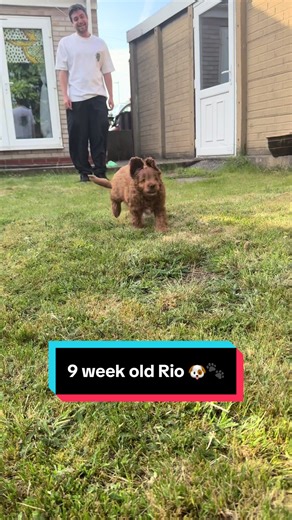 Meet Rio: Adorable 9 Week Old Cockapoo Puppy