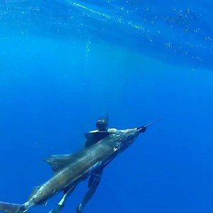 109K views · 999 shares | When you spear a #SailFish and it attacks...