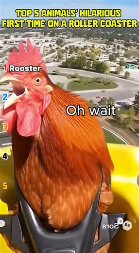 Top 5 Animals' Hilarious First Time on a Roller Coaster #funny #pets #animals #shorts #animals