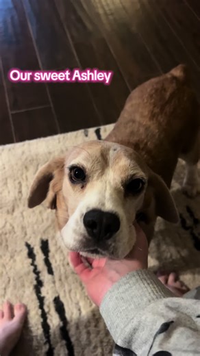 celebrating this sweet mama 💙 ashley is the best kind of mom — patient, gentle, and always right by her babies #dogmom #beaglepuppy #doglover #beaglesoftiktok #puppiesoftiktok