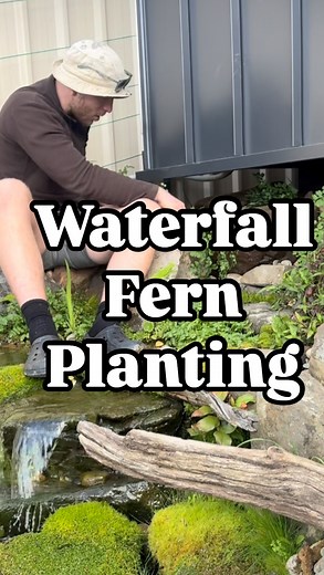 Planting some ferns up in the waterfalls! Sometimes I go overboard with details! But I think they all pay off 🌿 #adelaidehills #adelaide #pondlife #backyardgoals #pond #landscapedesign #landscapedesigner #pondplants #goldfish #goldfishpond #koi #koipond #moss #ferns | Ecosystem Gardener
