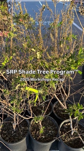 2025 marks another successful year of the SRP Shade Tree Program! Registration for the next Shade Tree Workshop is now open on our site. 🏡 | Salt River Project