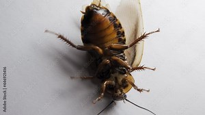 A huge winged cockroach lies on its back, moves and tries to roll over. Extermination of insect pests. Close-up isolated on a white background.