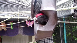 55K views · 3.1K reactions | Flying-fox wing membrane is...