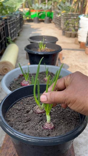Onions grow tips using gardening soil in a easy way #onion #gardening #garden #shorts #rooftopgarden