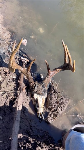 Treasure Hunting in the Spring #deerhunting #shedhunting