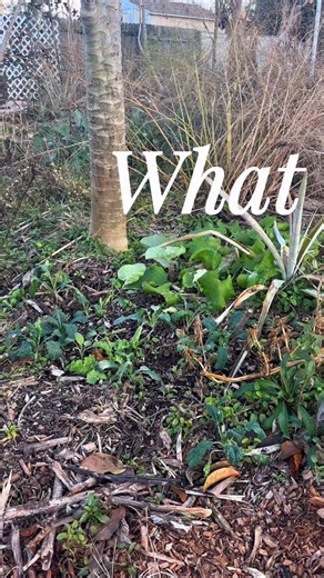 Historic frosts ❄️ And yet… we’re still harvesting food 🌱 Today’s harvest was simple and honest: broccoli broccoli greens 🥦 Not flashy. Not tropical. Just proof that food resilience isn’t about perfection—it’s about systems. Even after weeks of cold, here’s what’s still possible to harvest in Florida right now: • Broccoli & broccoli greens • Collards • Kale • Mustard greens • Turnips & turnip greens • Radishes • Beets • Green onions • Herbs like parsley, cilantro & dill Frost doesn’t mean fail