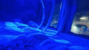 Take a short swim in this video in our brand new exhibit, Marvels of the Deep, featuring our Giant Deep Sea Isopods! We recreated a "whale fall", or carcass. to mimic the place you would most likely find them... up to 7,000 ft. below the surface! Isopods feed primarily on what falls to the ocean floor and are even known to feed on living creatures, such as sponges or vulnerable fish in trawling nets. Would you like to learn more? Come check them out and ask our educators about the Deep Sea Isopo