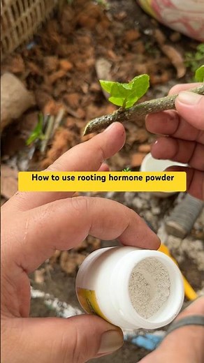 How to use rooting hormone powder
