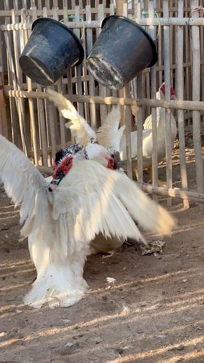 Angry duck 🤬🤬🤬 #muscovyduck #vidioviral #patriotism #reals #animals #farming #nighttime #vidioviral #duckfarming | Duck Go