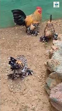 Booted Bantam or Dutch Booted European Sabelpoot Chickens in Style Fancy Poultry #birds #chicken