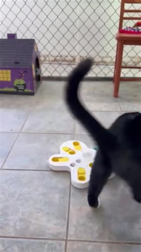 #FunFriday Gopher, Jewel, Kiki, and Snookums are having a blast figuring out their enrichment puzzles! 🧩 Cat enrichment puzzles are like tiny treasure hunts, keeping your feline's mind sharp, paws busy, and boredom at bay. They tap into their natural instincts and satisfy their curiosity all while turning treat time into playtime! 🐾 #ACSProud | Animal Care Sanctuary