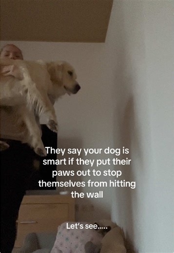 Funny Dogs: Hilarious Wall Test Reactions