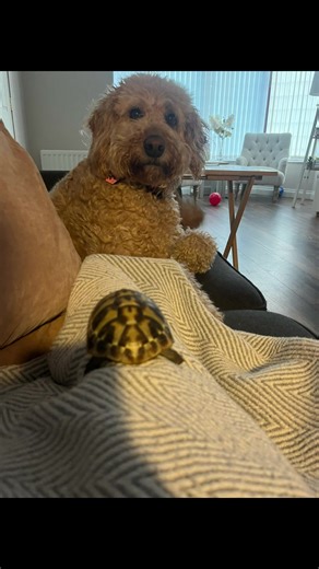 Lil_Yurtle_D on TikTok