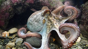 Octopus farming in the U.S. would be banned under a new bill in Congress