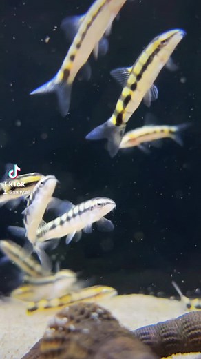 Dwarf Chain Loaches 😍 | OSA Aquarium Superstore & Services