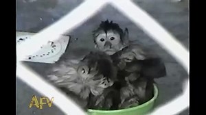 Bucket Full Of Monkeys - Animals - AFV – Видео Dailymotion