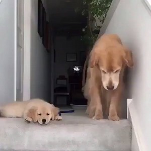 35K views · 1.8K reactions | Wait ... how did he do that? https://goo.gl/k8QGyO | Dog with Blog | Facebook