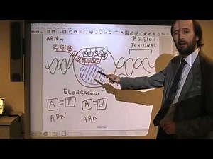 Transcripción y código genético