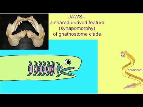 MONOPHYLETIC GROUPS AND TERMINOLOGY