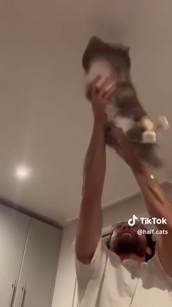 Team Fortress Cats Part 1: Funny Gaming Memes