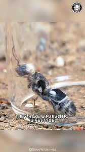 5.3K views · 51 reactions | Today's creature in feature: The Panda...